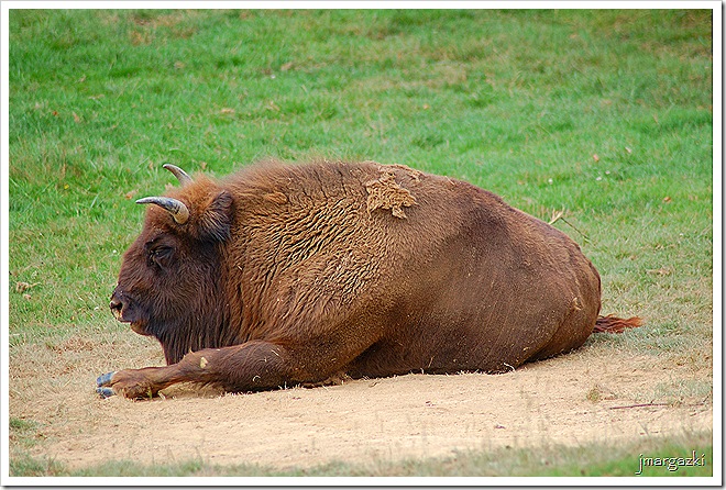jmargazki.....: BASONDO: Refugio de fauna de Urdaibai